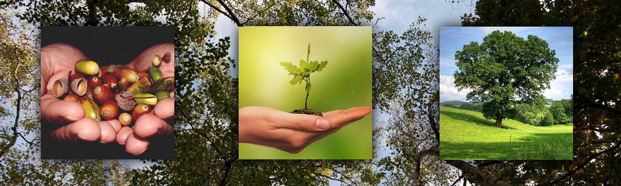 Growth Groups – St Francis of Assisi